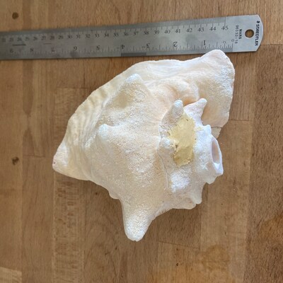 Conch Sea Shell Garden Quality 68 Conch Shell Imperfect Conch Sea Shell ...