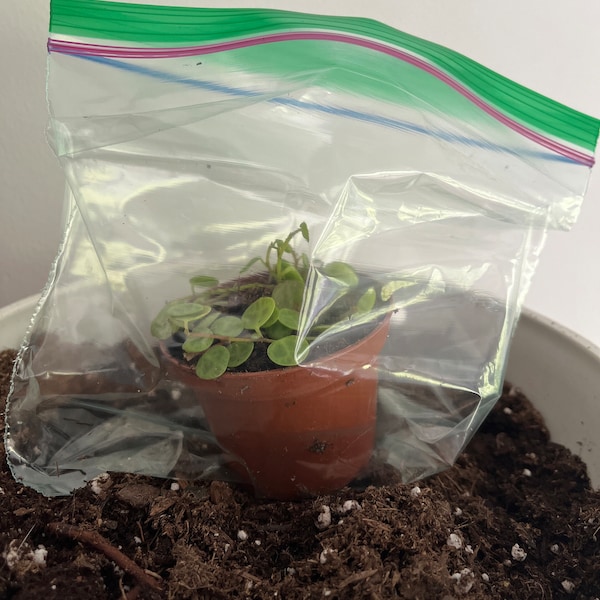 String of Turtles, Peperomia Prostrata, Turtle Vine, Trailing House ...