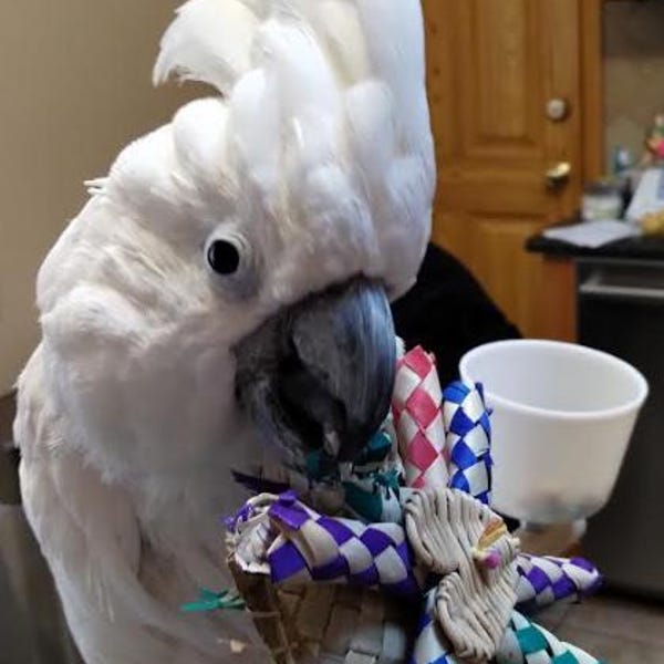 Sola Ball Fun - Hand Made Toys for Small to Medium Pet Birds Using Safe ...