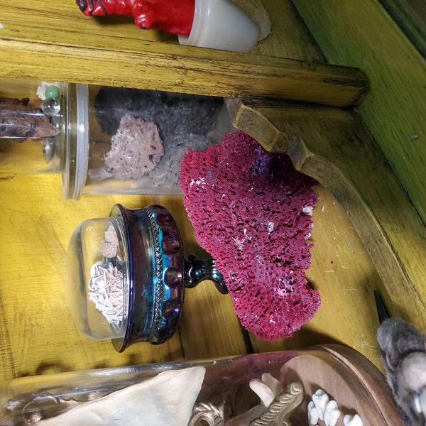 Real Coral Reef Red Pipe Organ Coral Natural 3 to 4 1/2 or 4 1/2 to 5 1 ...