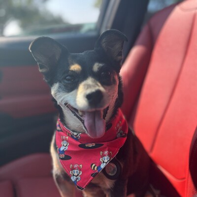 Baby Sharks Reversible Snap-on Dog Bandana - Etsy