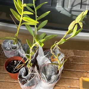 CHAYA Mayan Miracle Mexican Tree Spinach Organic Deeply Lobed Leaf ...