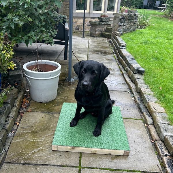 Dog Training Pivot Box and Place Board 2 Piece Bundle for Dog Agility ...