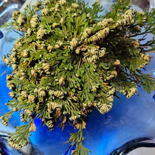 Jericho Flower - Rose of Jericho, Resurrection Flower, Whole Dried Herb ...