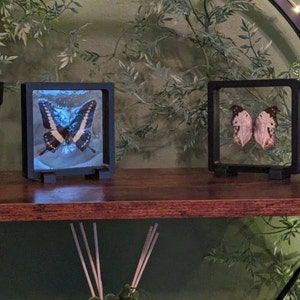 RANDOM Butterfly in a 3D Floating Frame Displaying Full Wing Beauty ...