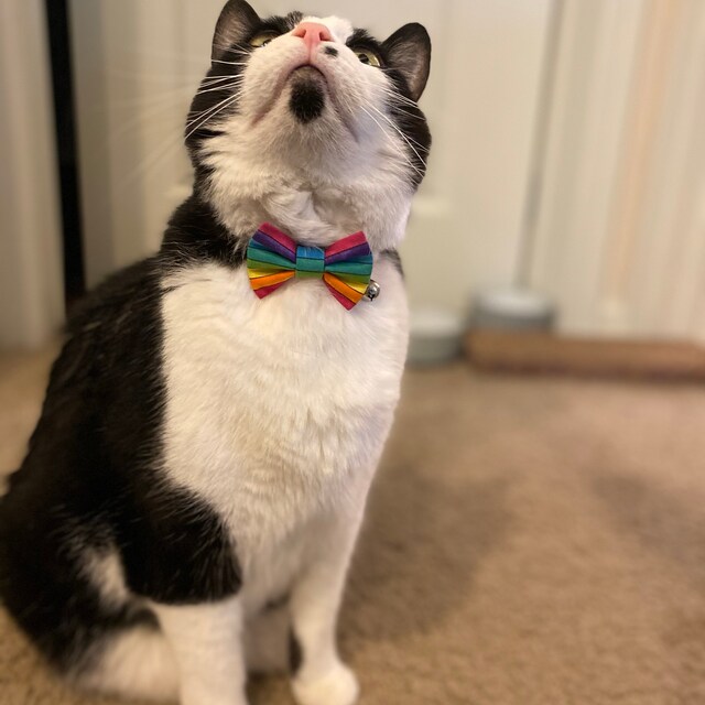 Purrrrrrveyors of the finest luxury feline by SnoopCattyCatt