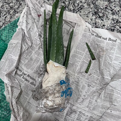 Agave Univittata Splendida Live Agave Plants Large Xlarge - Etsy