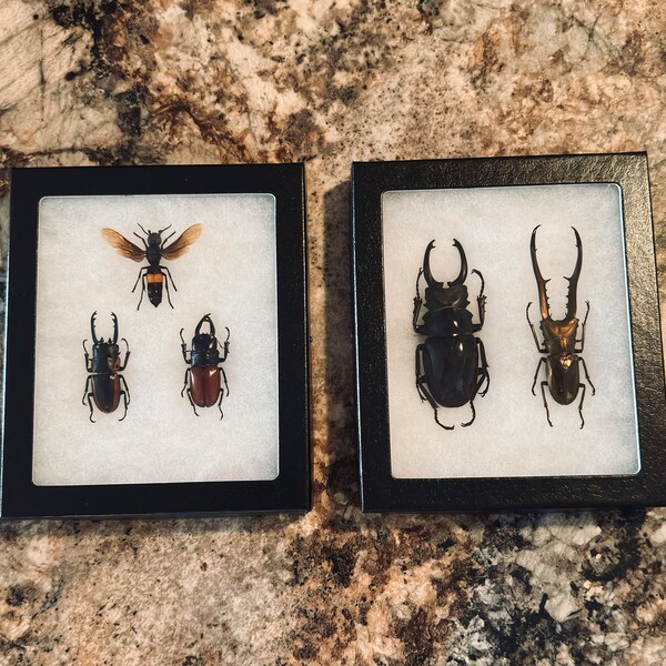 Striped Stag Beetles, Prosopocoilus Bison - Etsy