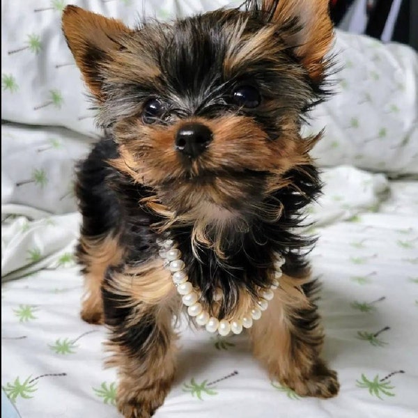 Adorable Yorkie Clipart: Pngs of Cute/kawaii Yorkies for Scrapbooking ...