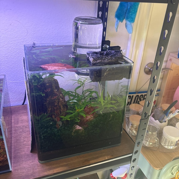 Inverted Betta Tank Holder, Panoramic View for Betta Fish, 360 View for ...