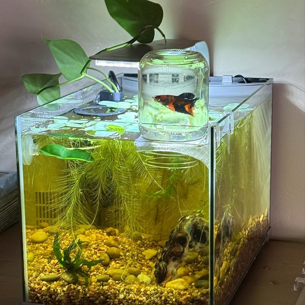 Aquaponics Floating Plant Holder. Grows on Top. Great for Pothos ...