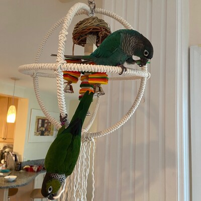 Extra Large Parrot 3 Ring Orbit Swing - Etsy