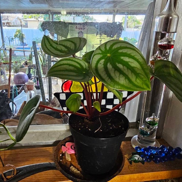 FOSTER 4-pack LIVE 4 Inch Kalanchoe, Blooming Houseplant, Gardening ...