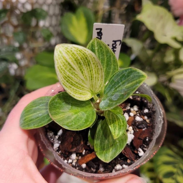 Philodendron Birkin Galaxy Starter Plant (ALL STARTER PLANTS Require ...