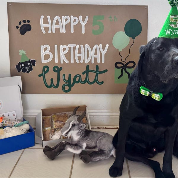 Bark & Brews Puppy Gift Box, Welcome Puppy, Welcome Home Puppy, Dog ...