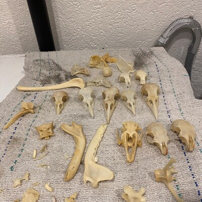 A Pair of English Wild Red Fox Bones - Etsy