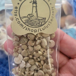 Paper Fig Shell 5 1 Piece - Etsy