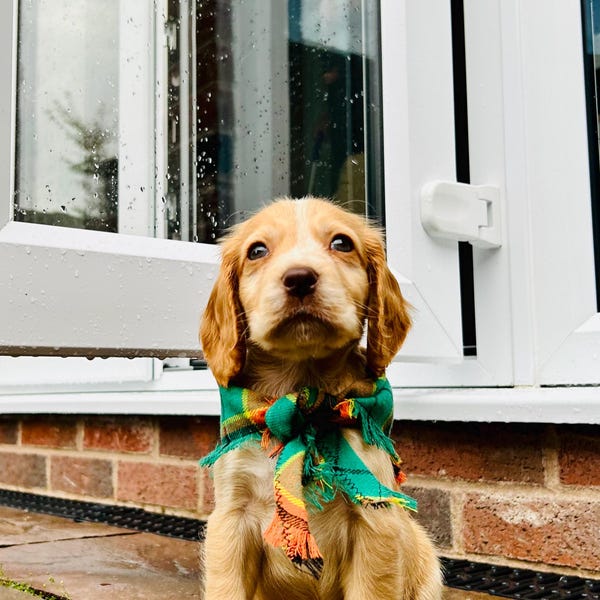 Spiced Honey Leopard Puppy Dog Harness - XS - L - Etsy