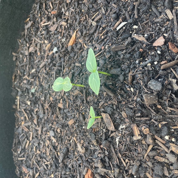 Italian Squash Zucchini Seeds | NON-GMO | Heirloom | Fresh Garden Seeds ...