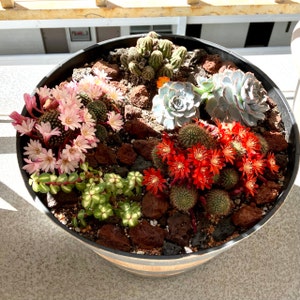 Rebutia Muscula Touchable Cactus in 6 Inch Pot E 250 - Etsy