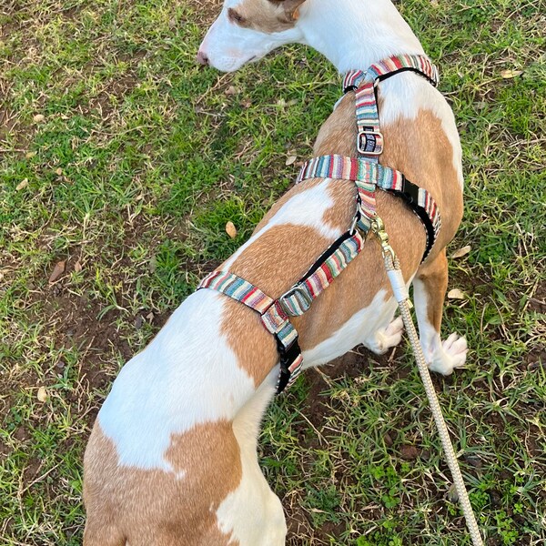 Greyhound Security Harness - 3 Point Harness | Whippet Harness ...