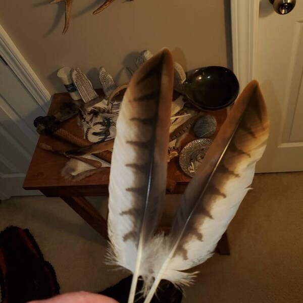 One Hawk Feather, Buzzard Feather, Raptor Bird of Prey Wing Feather ...