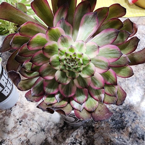 Aeonium Neptune Cluster. Rare Succulents. Variegated Aeonium. Gift for ...