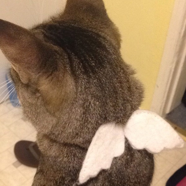 Angel Cat Collar/ Angel Wing Cat Costume-''white+color Option''-wedding ...