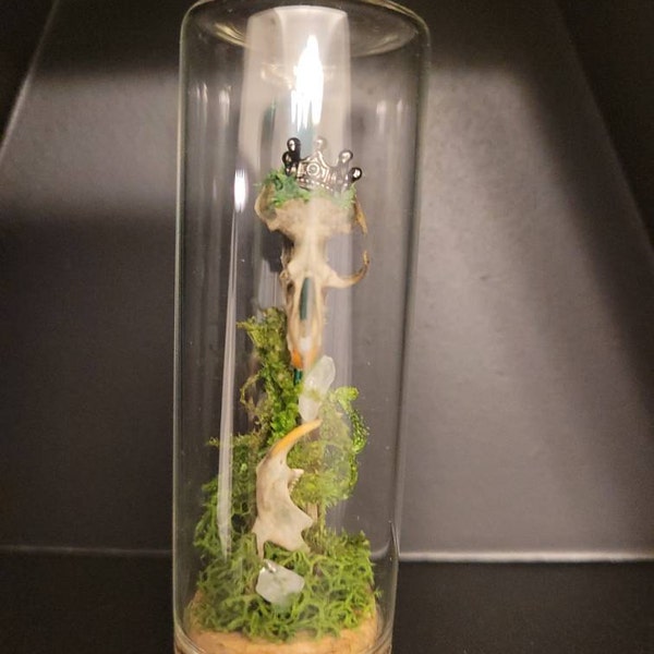 Crown Bone Jar Terrarium Rodent Skull and Bones Natural Stones - Etsy