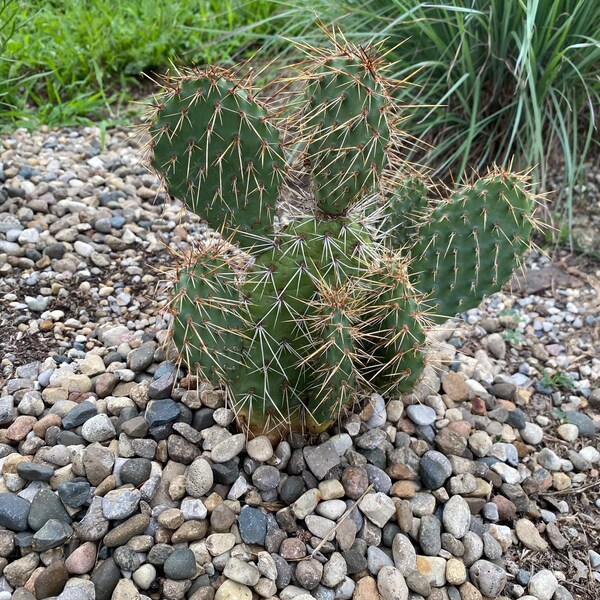 Rebutia Sanguinea Cactus Plant, Fully Rooted, Clumping Cactus, Small ...