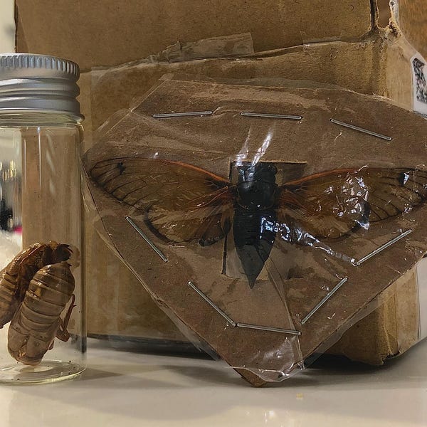 Real Dried Cicada-wings Open- Brood XIII(13) 17 Year Magicicada Genus ...