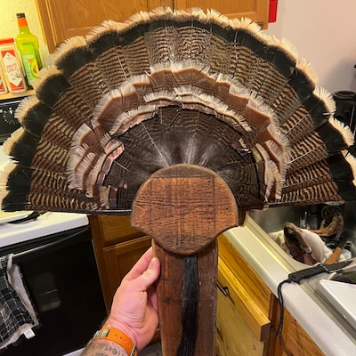 Classic Turkey Fan Mount - Etsy