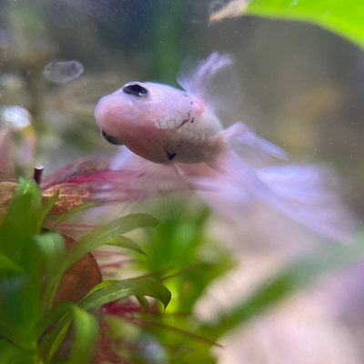 Combo 5 Dwarf Water Lettuce 5 Red Root Floaters Live Floating Aquatic ...