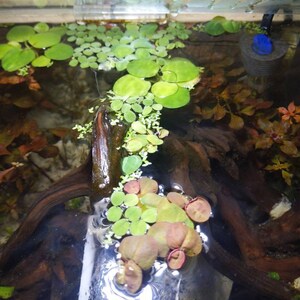 Three Type of Floating Plant Combo amazon Frogbit Red Root - Etsy