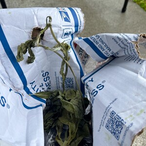 CALOTROPIS GIGANTEA Giant / Madar/ Milkweed Tree Plant Butterfly Garden ...