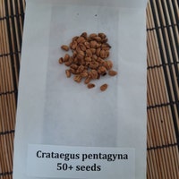 100 japanische Quittensamen. 100 frische Samen Chaenomeles japonica ...