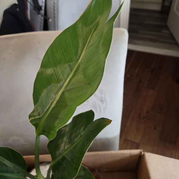 Marcus Pumpkin Avocado Tree , “cold Hardy” Grafted in 3 Gallons Pot, No ...