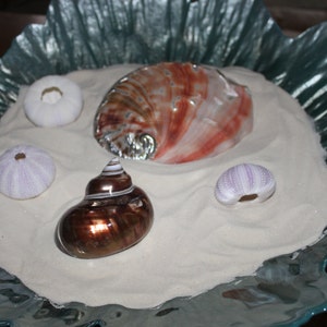 Beach Decor White Bubble Shells 15 Bubble Shell Seashell | Etsy