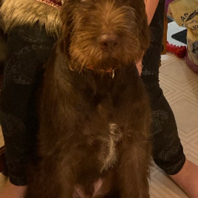 Viking Dog Hat, Viking Hat Horns, Funny Pet Hat, Dog Hat Crochet ...