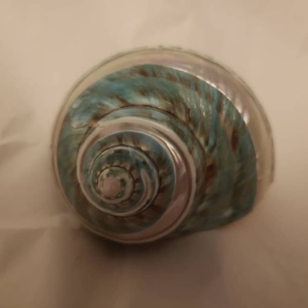 Bahamian Queen Conch Shell Light I Pink Conch Shell Night Light I SLIT ...