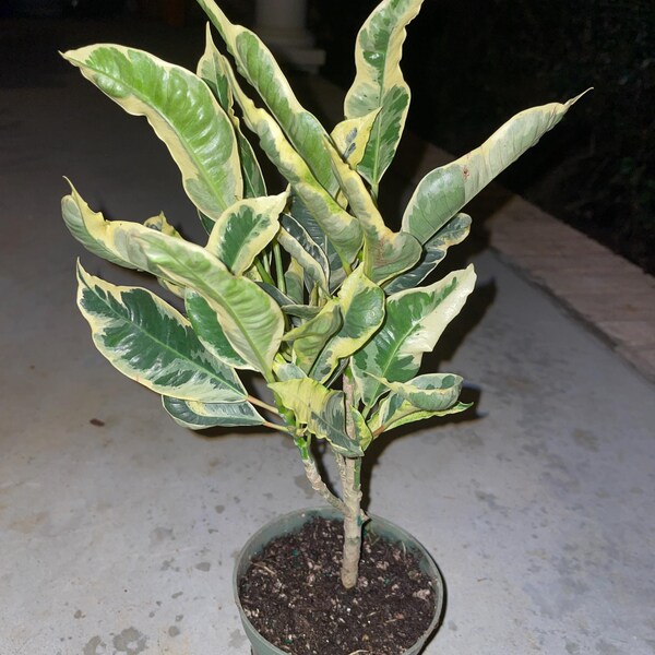 TAMARA Tropical Croton Live Plant Variegated Cream and Green Leaves ...