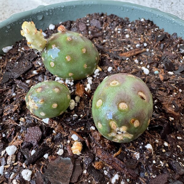 OP027: Opuntia Debreczeyi 'alberta Sunset' (spineless Cat's Paw Cactus ...