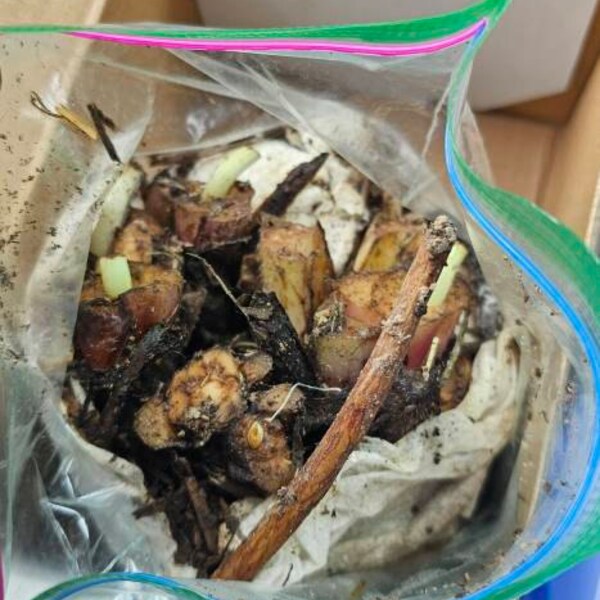 Freeze Dried Organic Comfrey Leaves Fresh Cut! Use This Instead as ...