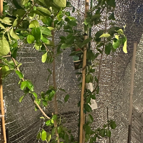 Grafted Sweet Southern Cherry Tree: Fruiting Age, Semi-dwarf - Etsy