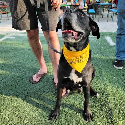 Ball-less & Flawless Dog Bandana, Funny Dog Bandana, Neuter Bandana ...