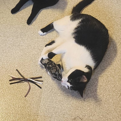 Philadelphia Eagles Themed Cat Kickers Made With or Without - Etsy