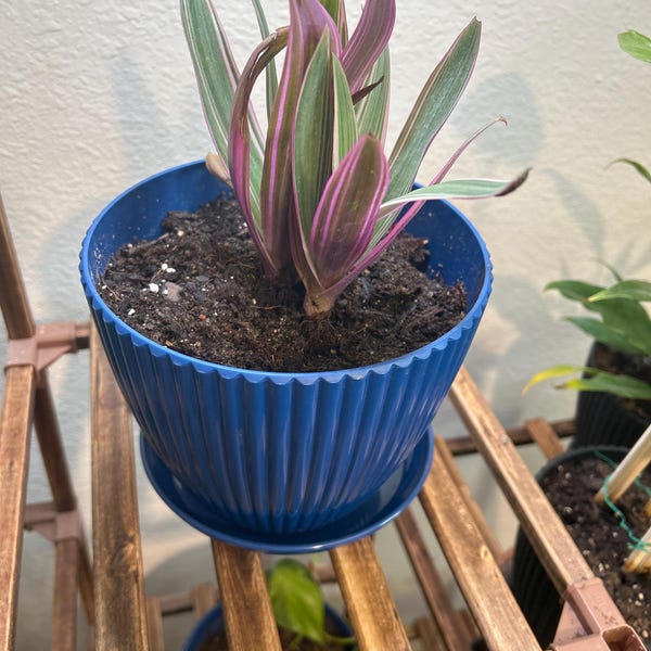 Rare Tradescantia - Rhoeo Tricolor - Purple Variegated Wandering Jew ...