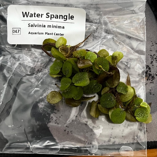 Water Spangles, Salvinia Minima, Live Aquarium/aquatic/floating/pond ...