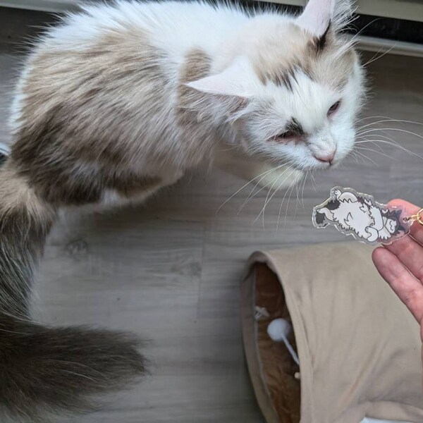 Cat Magnet // Cute Ragdoll Cat Magnet // Cat Lover Magnet // Cute Cat ...