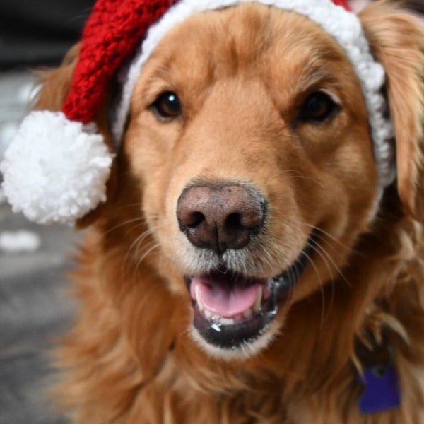 Santa Hat for Dogs, Dog Santa Hat, Holiday Dog Hat, Christmas Hat for ...